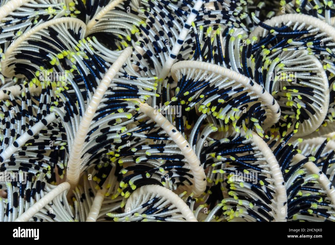 Comaster nobilis Banque de photographies et d’images à haute résolution ...