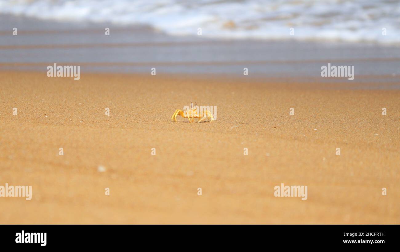 Crabe dans la plage de la mer Banque de photographies et d’images à haute résolution - Alamy