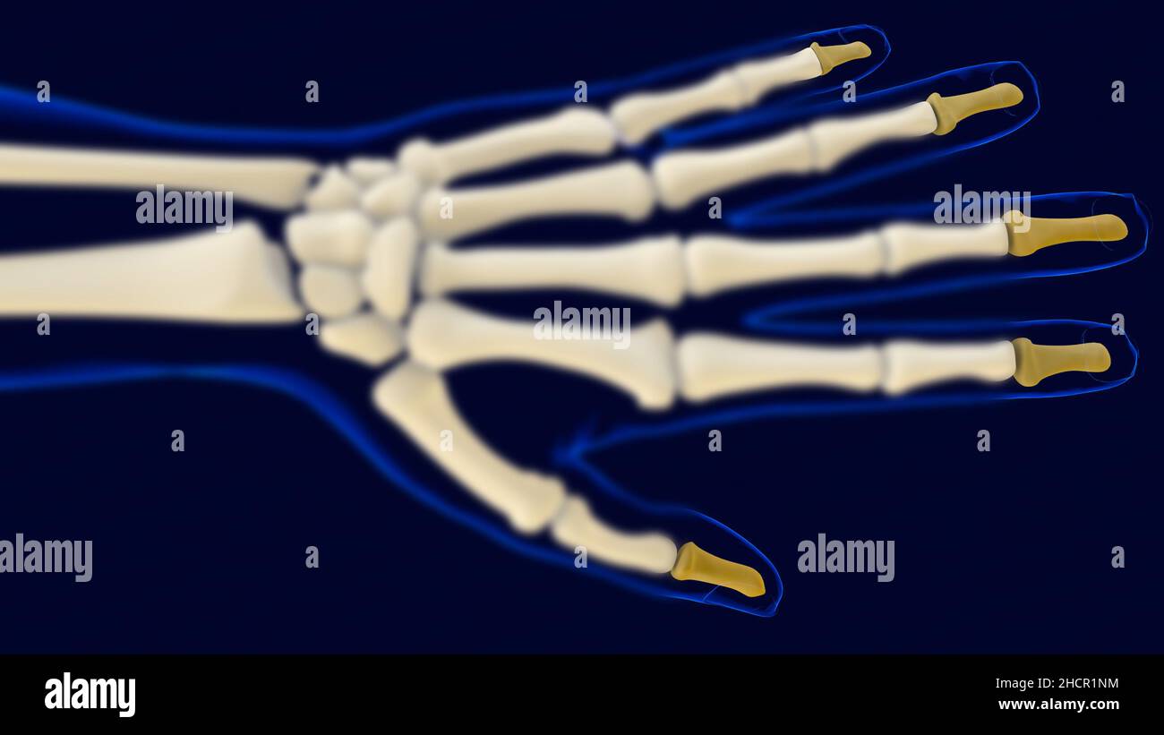 Phalanges de la main distale os Anatomie pour le concept médical 3D ...