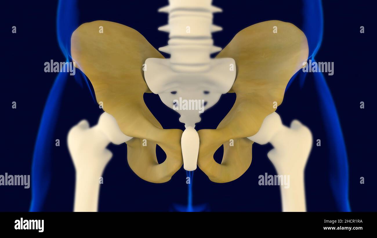 Anatomie de l'os de la hanche ou du bassin pour le concept médical 3D ...
