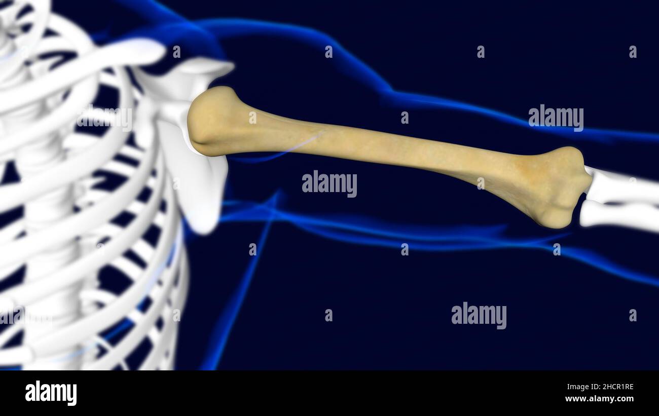 Humérus OS squelette humain anatomie 3D rendu pour concept médical ...