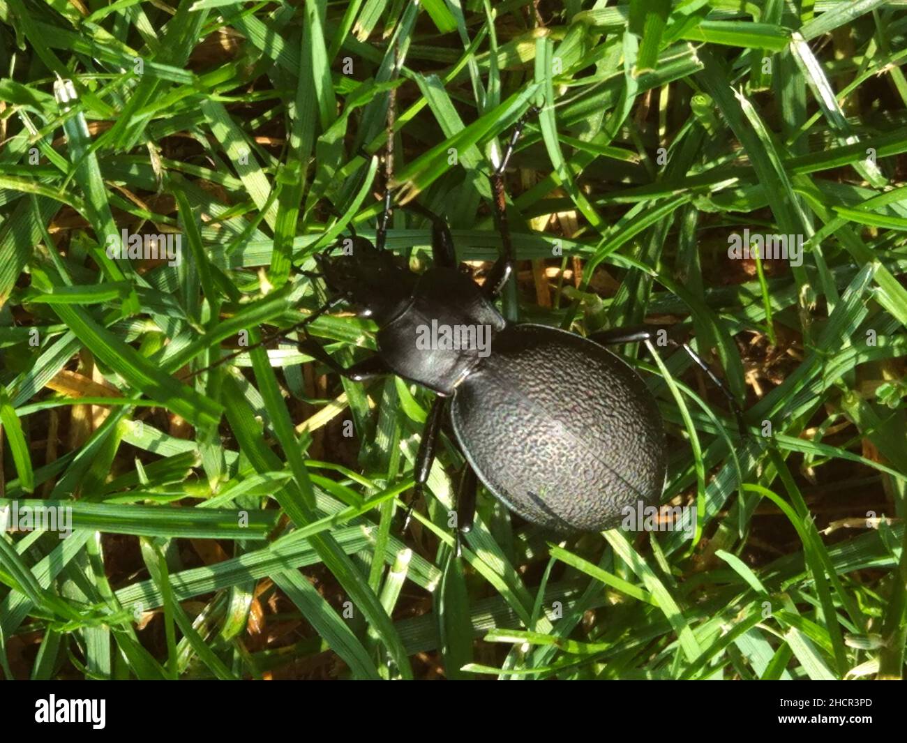 Carabus coriaceus Banque de photographies et d’images à haute ...
