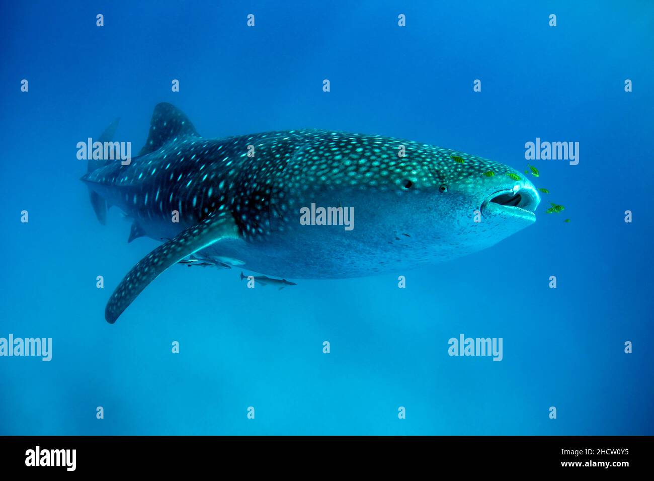 Requin-baleine (typus de Rhincodon) avec le poisson pilote autour de sa ...