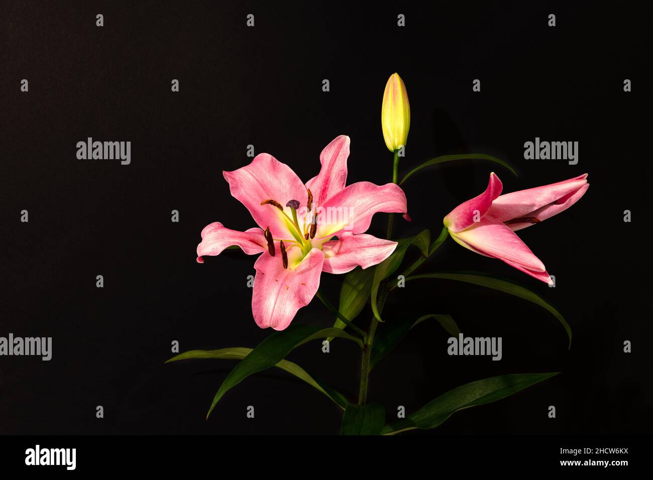 Fleur de lys rose sur fond noir Banque de photographies et d’images à haute résolution - Alamy