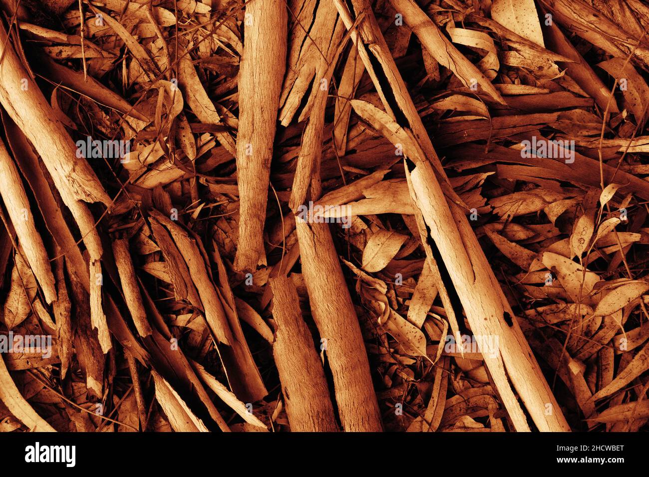 Arbre de gomme texturé Bark euqualipt pour arrière-plan ou écran de ...