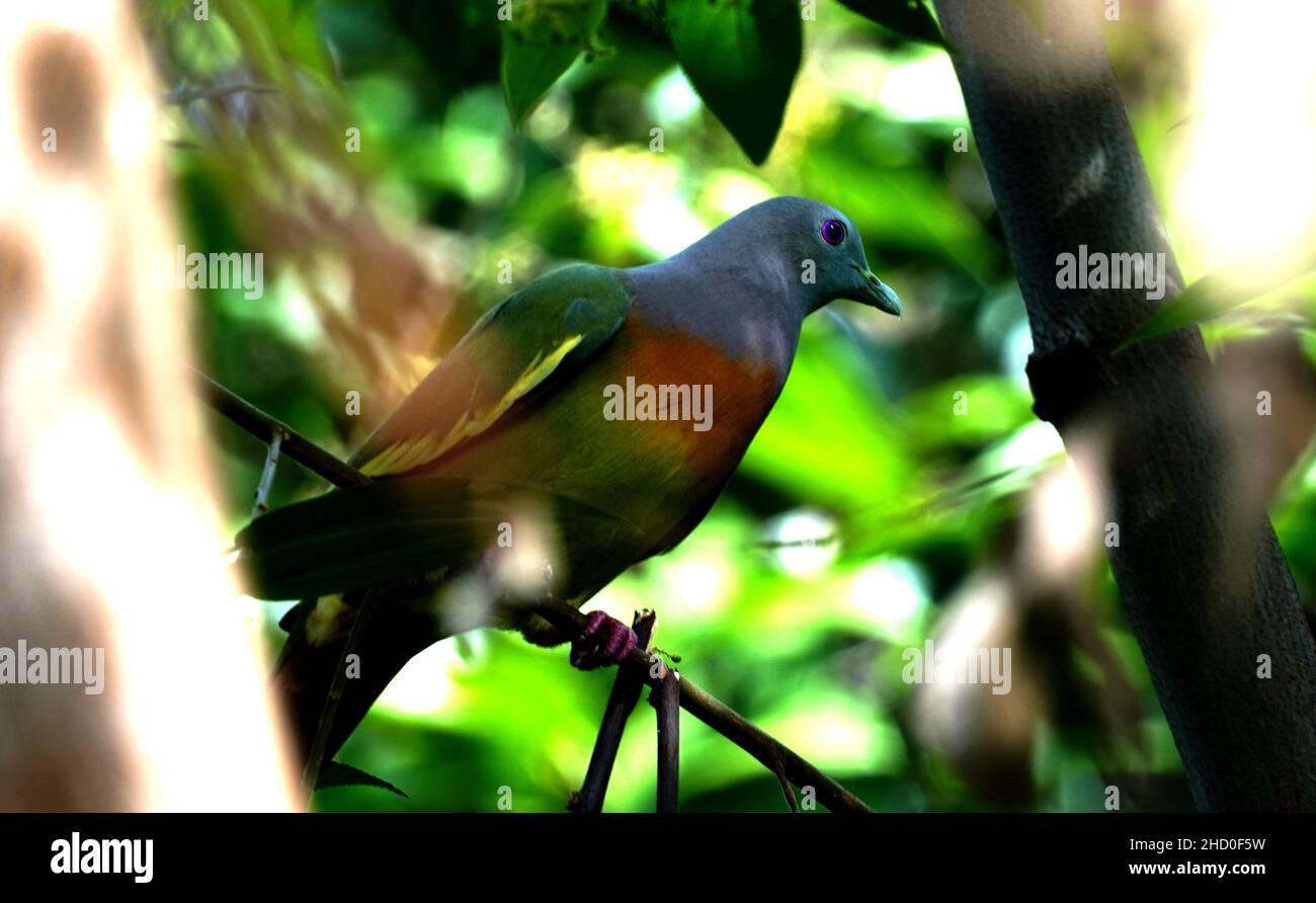 Colombe Arc En Ciel Banque d'image et photos - Alamy