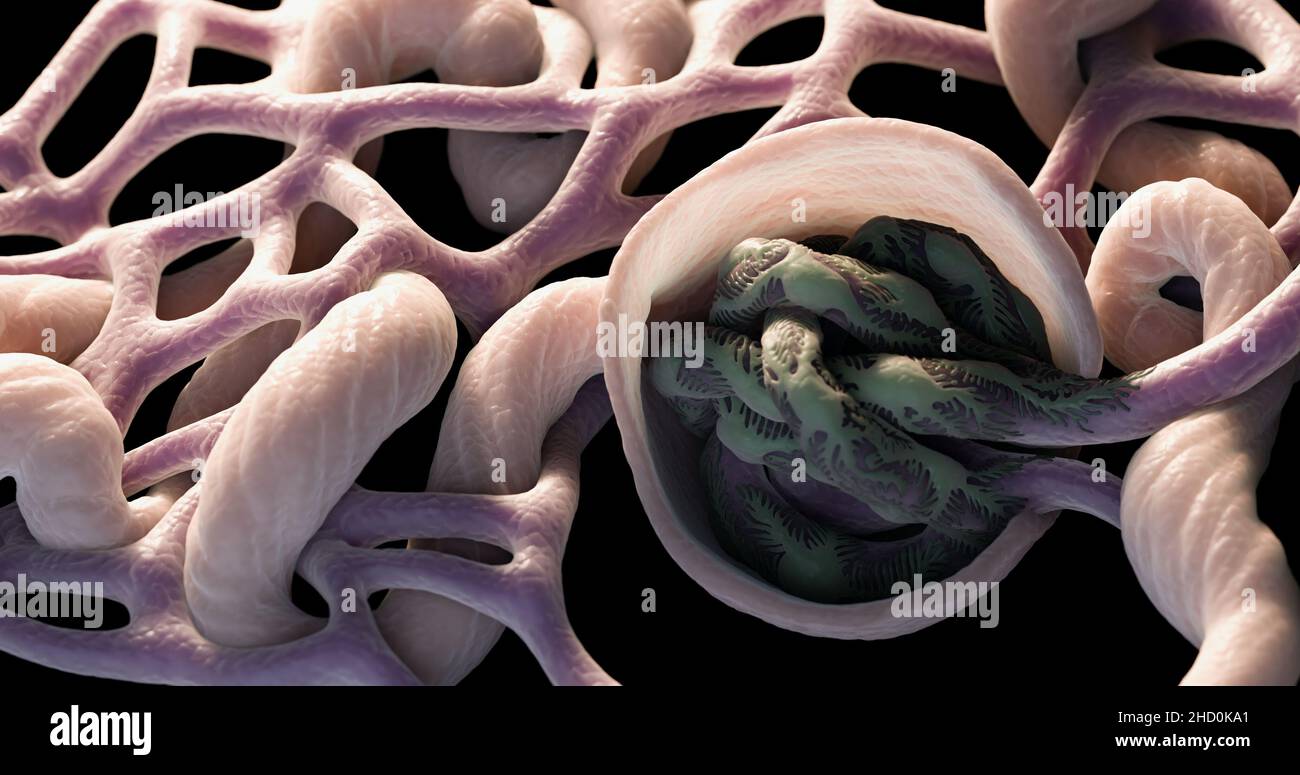 3D rendu gros plan glomérule rénale, vue microscopique de la capsule ...