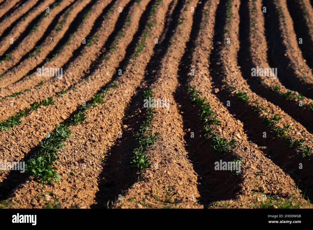 Sillons de champ de pommes de terre Banque de photographies et d’images ...
