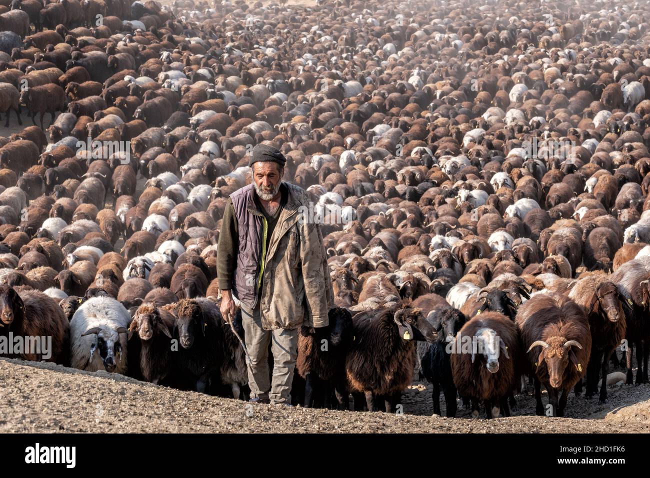 Bergers et troupeaux Banque de photographies et d’images à haute résolution - Alamy