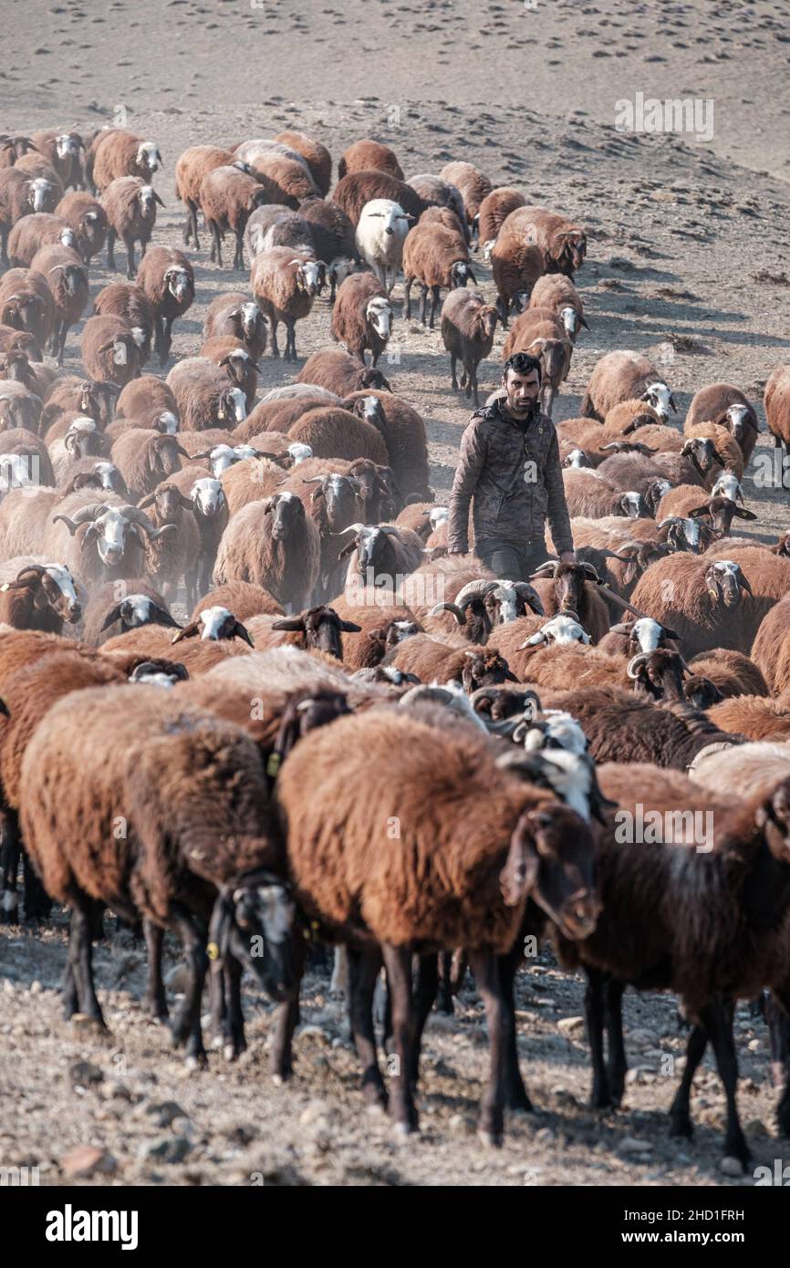 Bergers et troupeaux Banque de photographies et d’images à haute résolution - Alamy