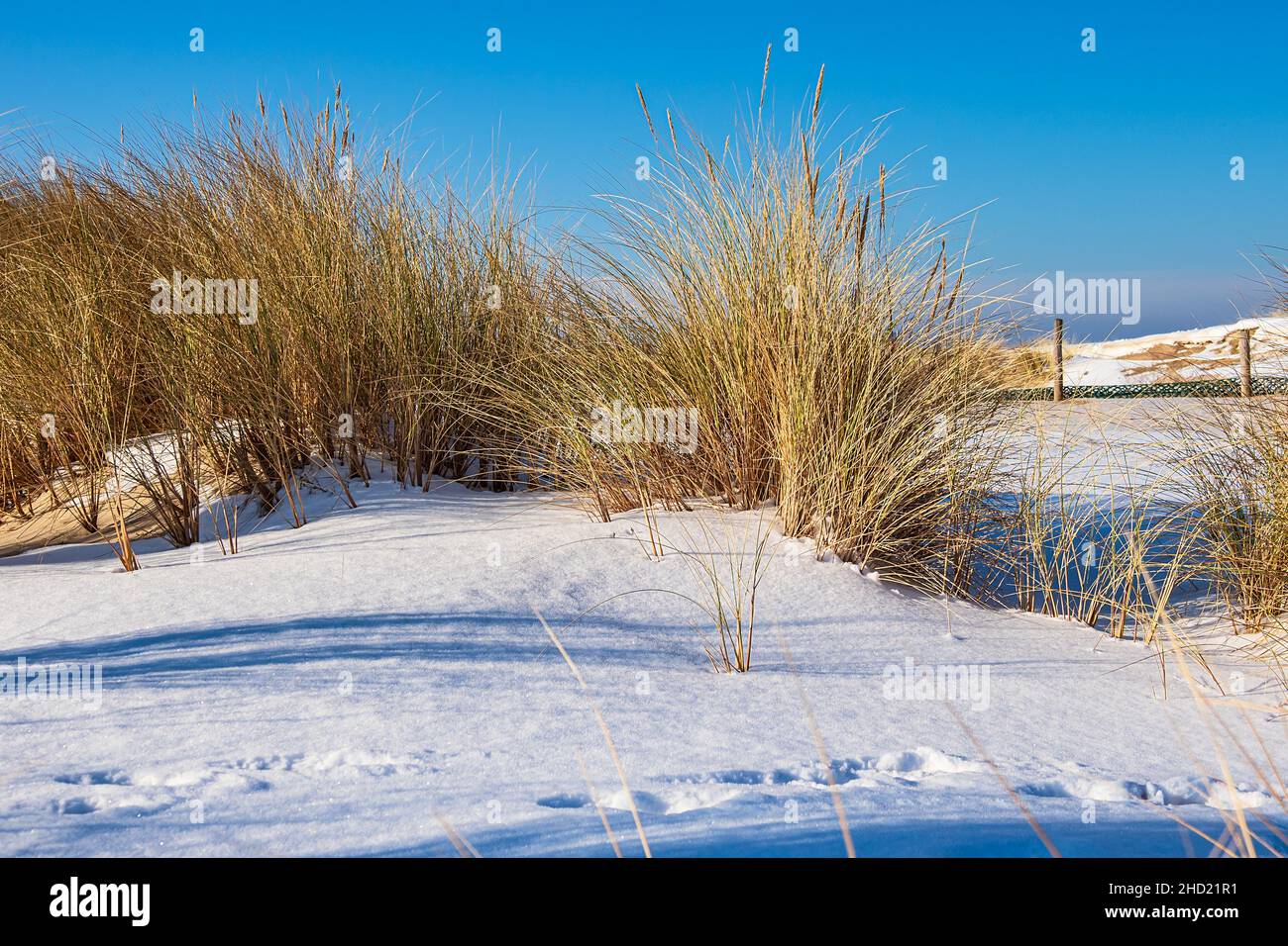 Dune sur les rives de la mer Baltique en hiver à Warnemuende, en ...