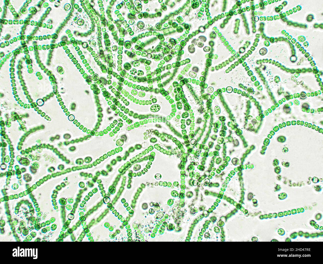 Cyanobacteria microscope Banque de photographies et d’images à haute ...