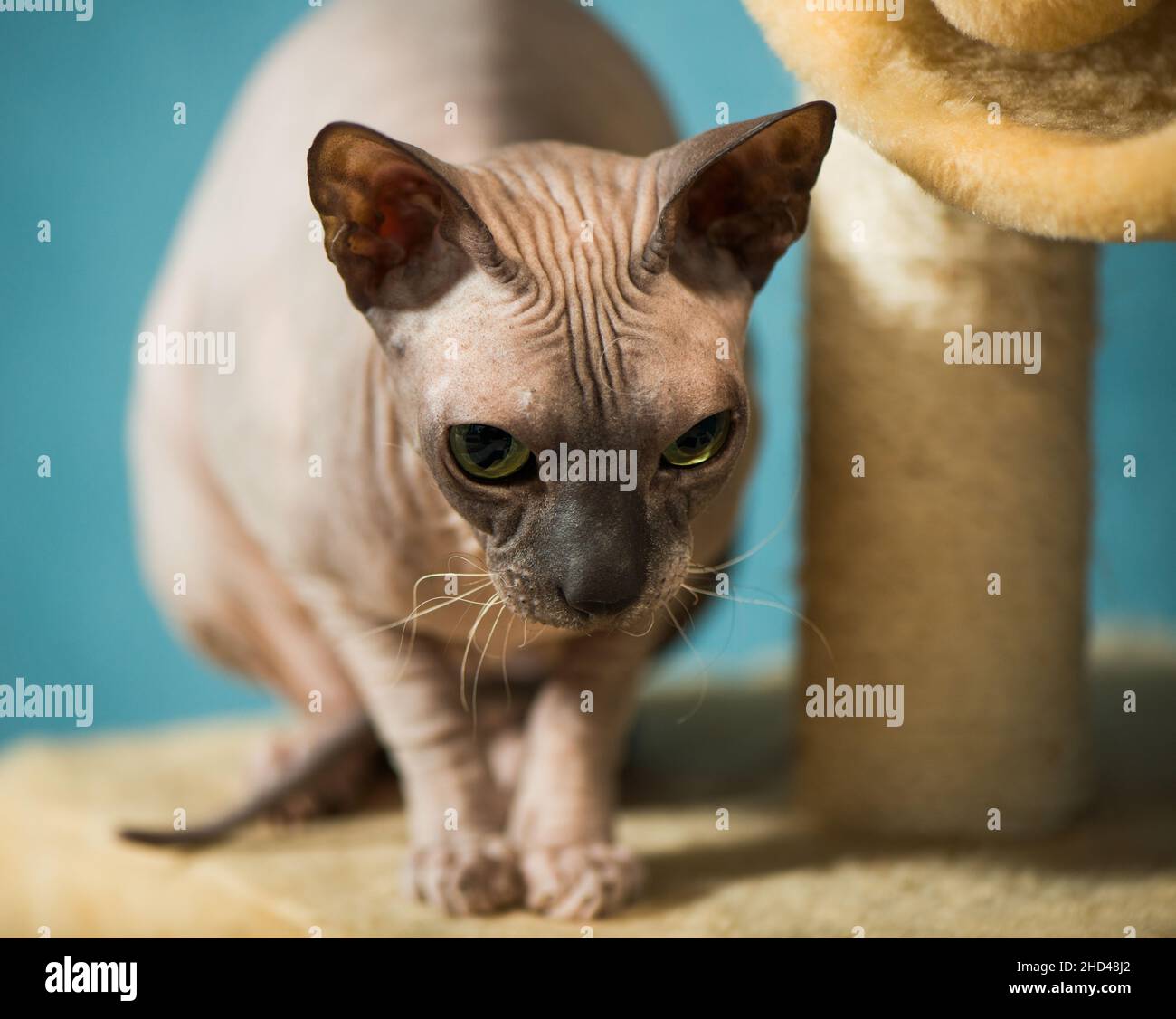 Sphinx assis Banque de photographies et d’images à haute résolution - Alamy