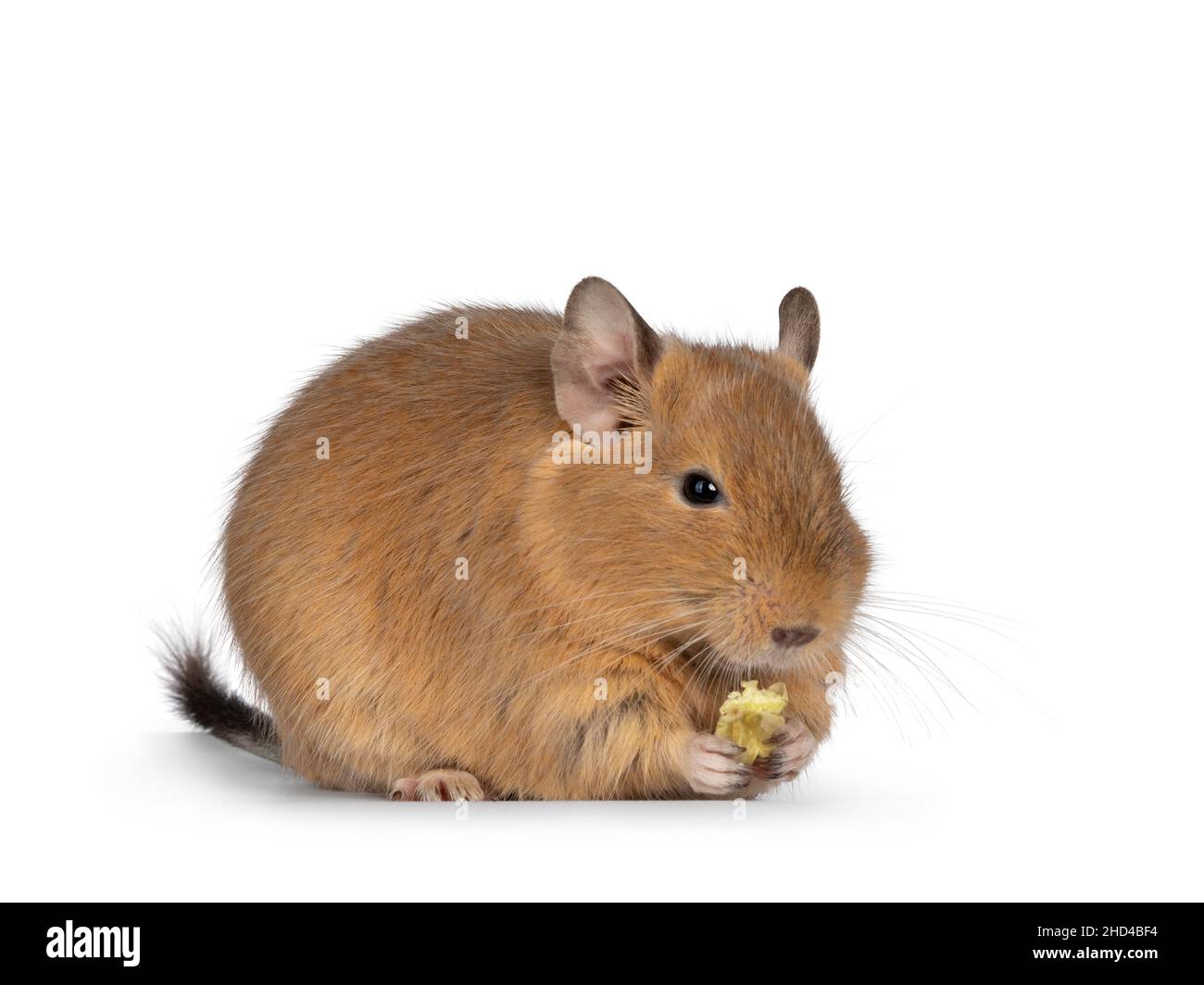 Mignon sable orange Degu rongeur animaux, assis façons de manger de la ...
