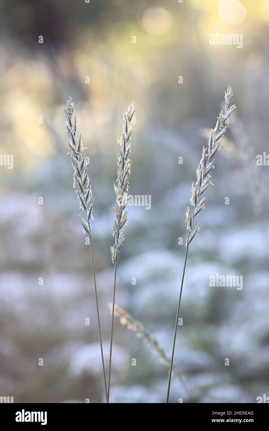 Graine de ray grass Banque de photographies et d’images à haute ...