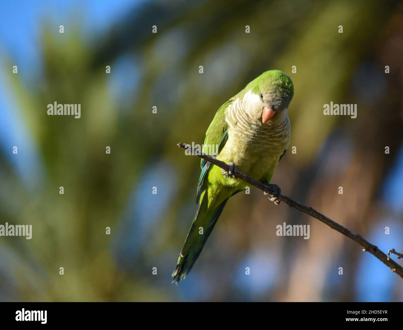Un jeune perroquet de moine (myiopsitta monachus), ou perroquet de ...