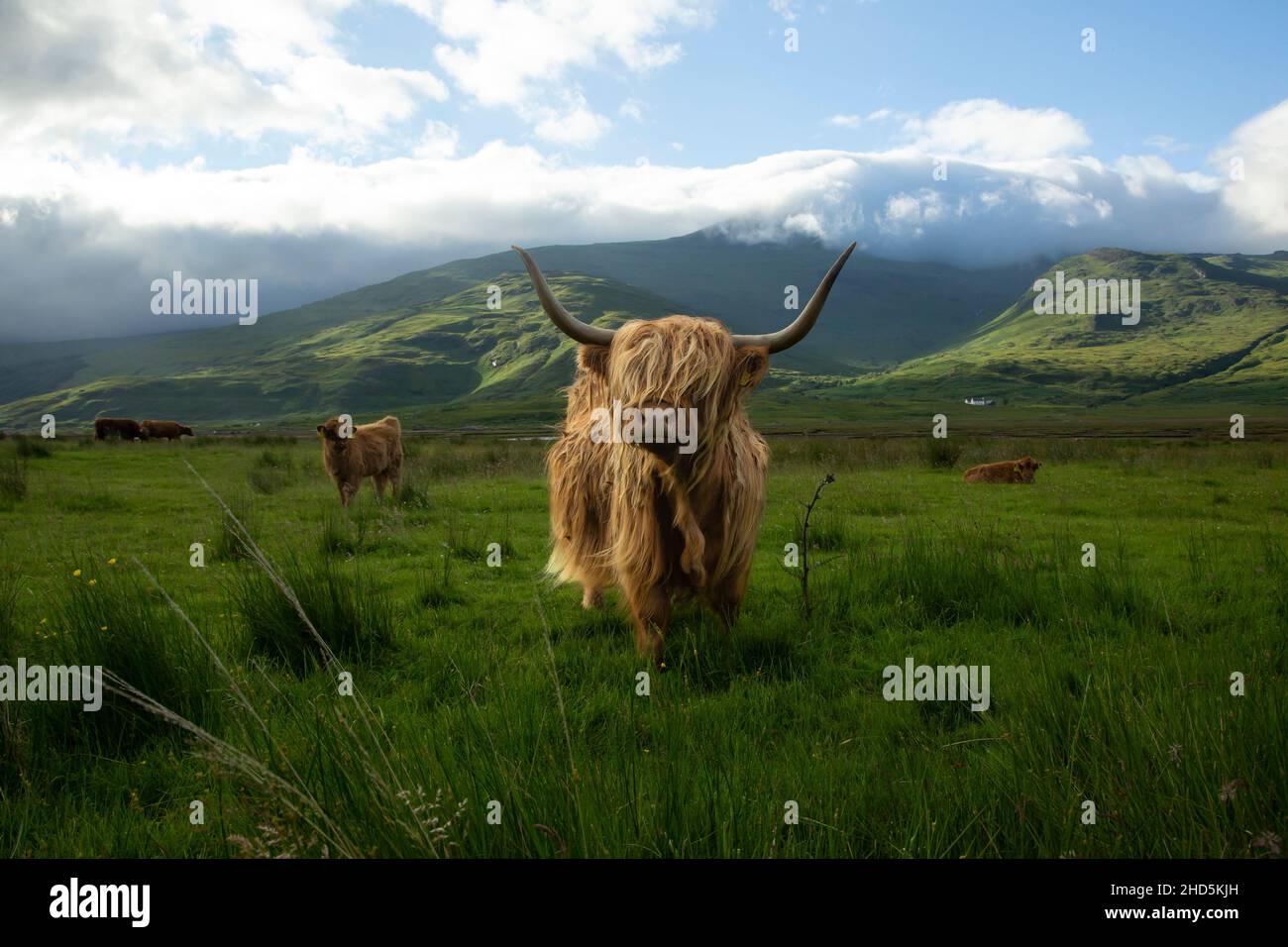Bos taurus taurus Banque de photographies et d’images à haute ...