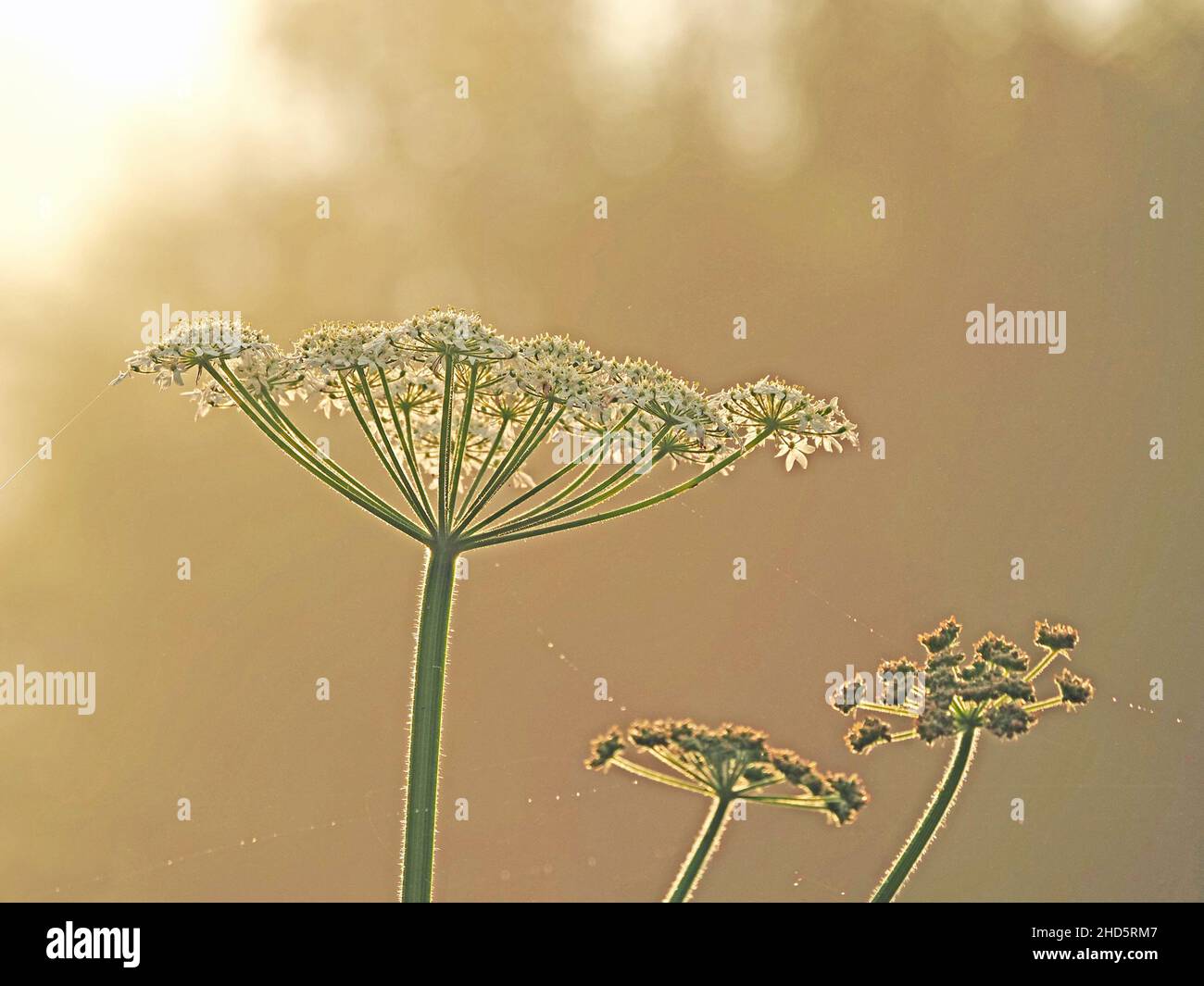 Ombelle fleur d'ombellifère blanc Banque de photographies et d’images à haute résolution - Alamy
