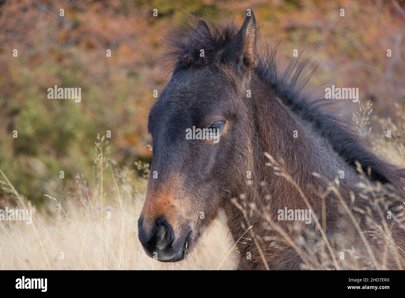 Baby horse cute Banque de photographies et d’images à haute résolution ...