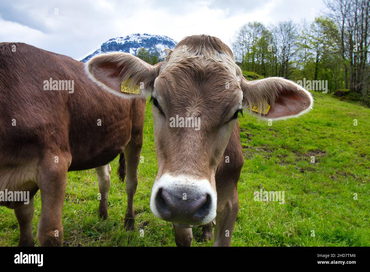 Vache brune suisse sur l'alpage Banque de photographies et d’images à ...