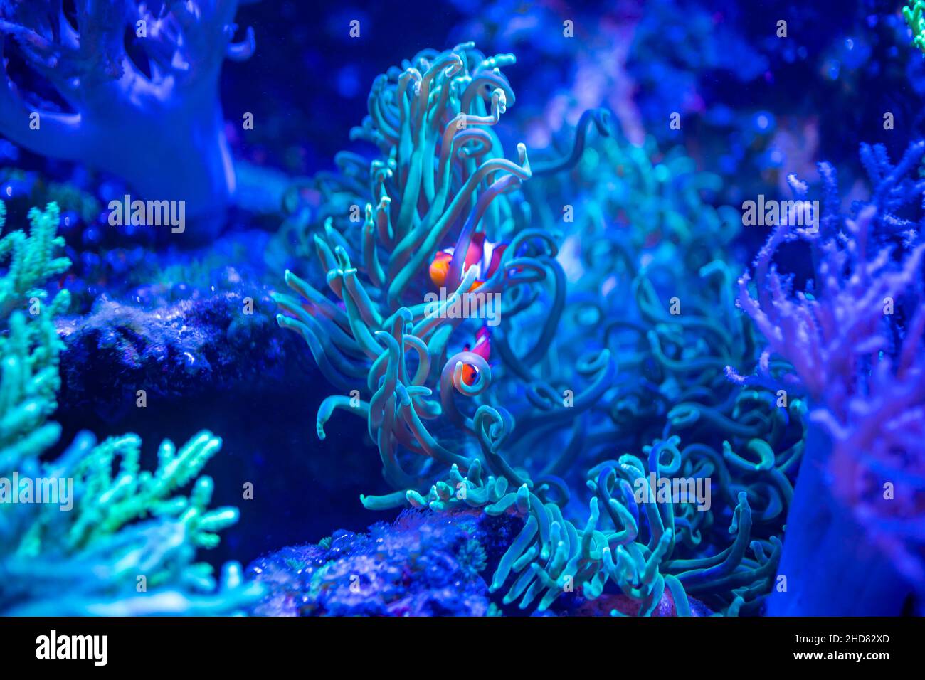 Magnifique aquarium avec différents types de poissons et de coraux dans ...