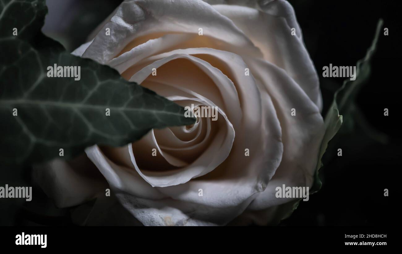 Gros plan de roses Banque de photographies et d’images à haute ...