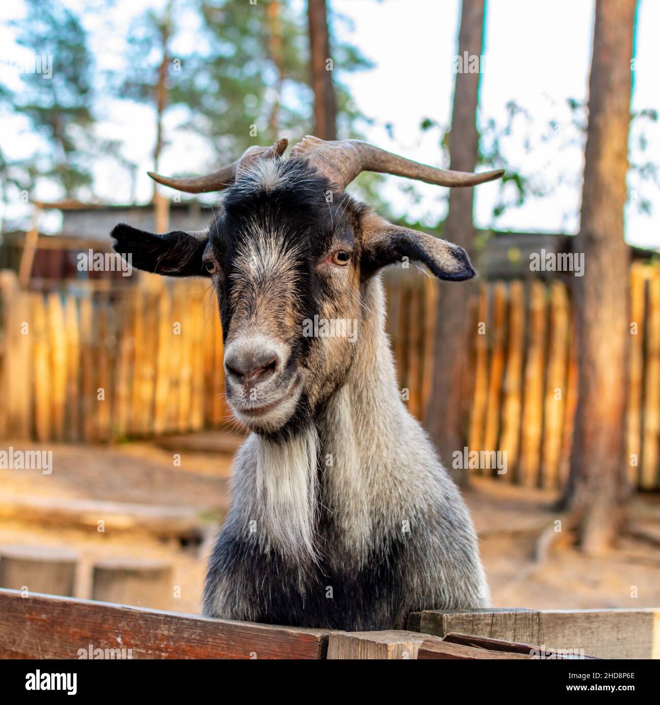 Gros plan sur le visage de chèvre.Une chèvre drôle regarde derrière une ...