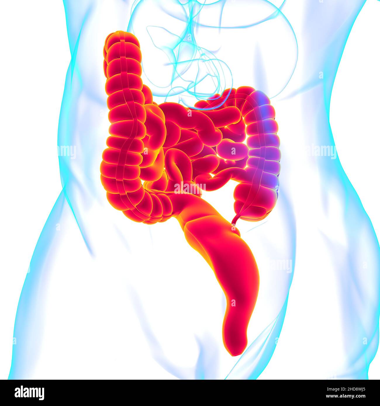 Intestin grêle et gros intestin 3D Illustration système digestif humain ...