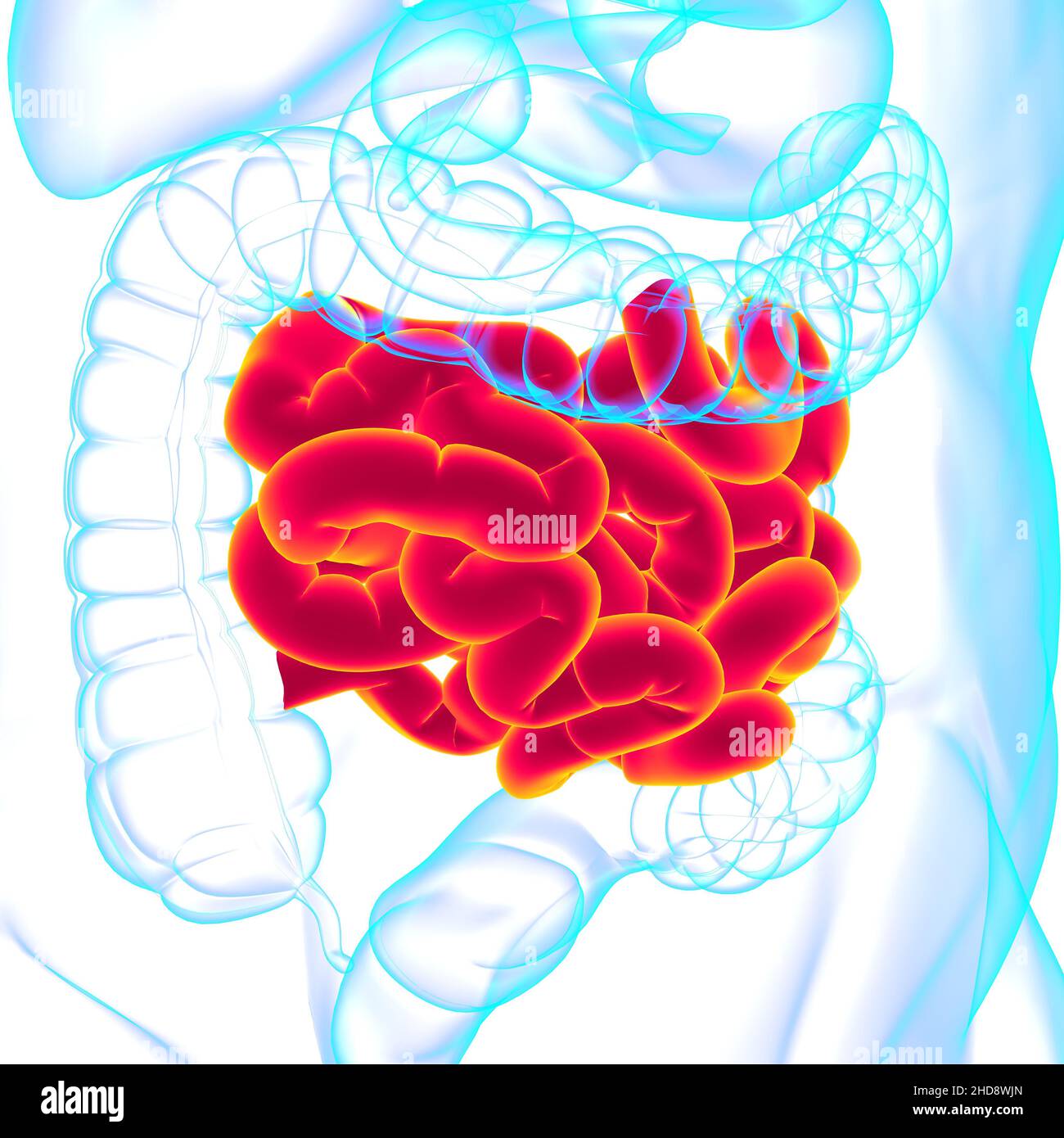 Intestin grêle 3D Illustration système digestif humain Anatomie pour ...