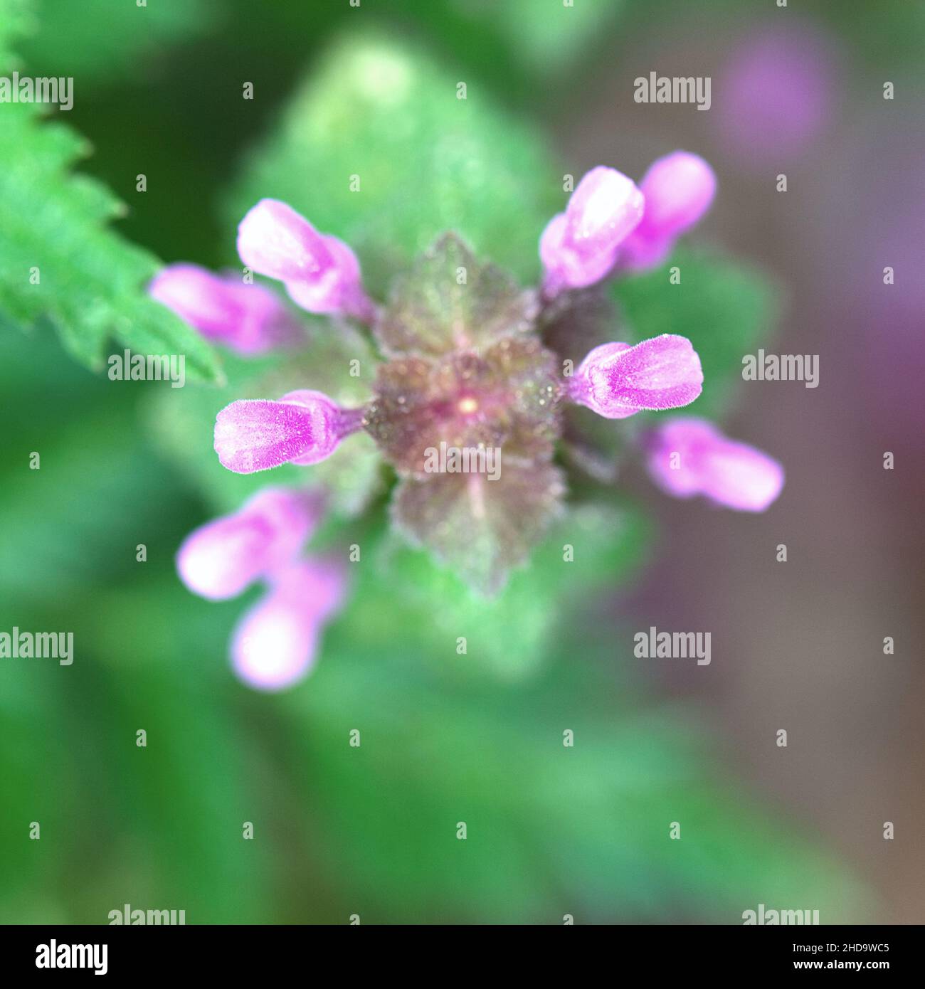 Fleurs d'archange Banque de photographies et d’images à haute ...
