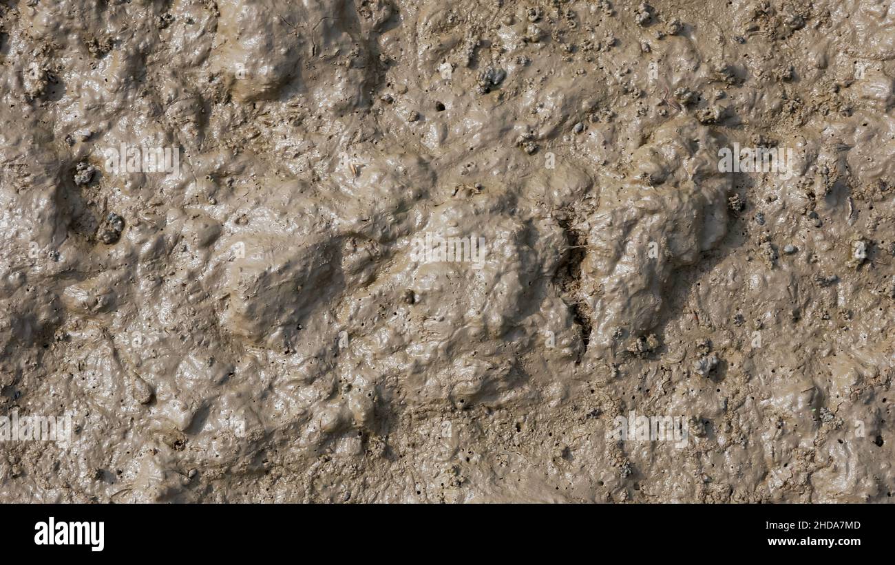 Texture du sol humide Banque de photographies et d’images à haute ...