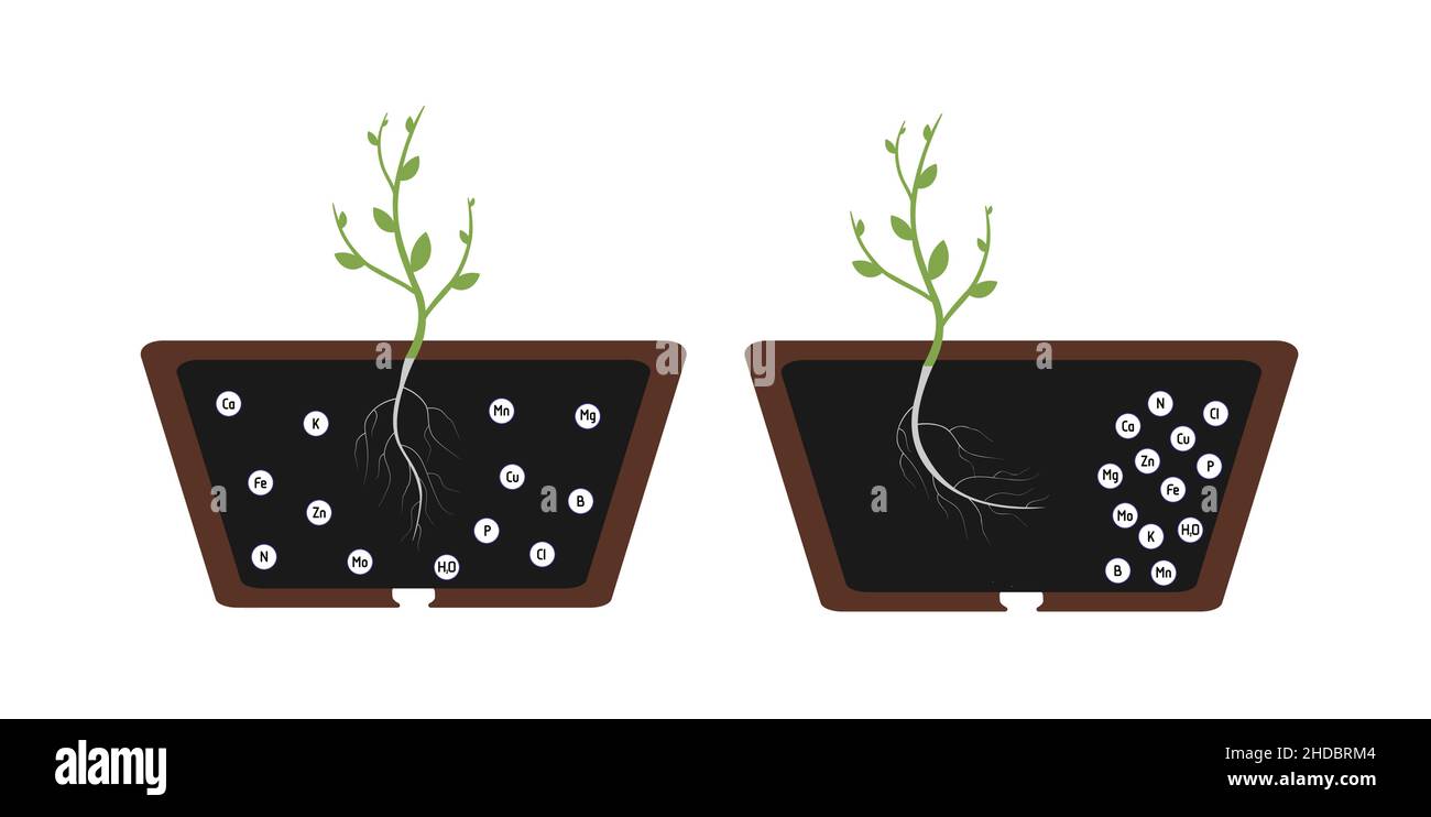 Organismes du sol Banque de photographies et d’images à haute ...