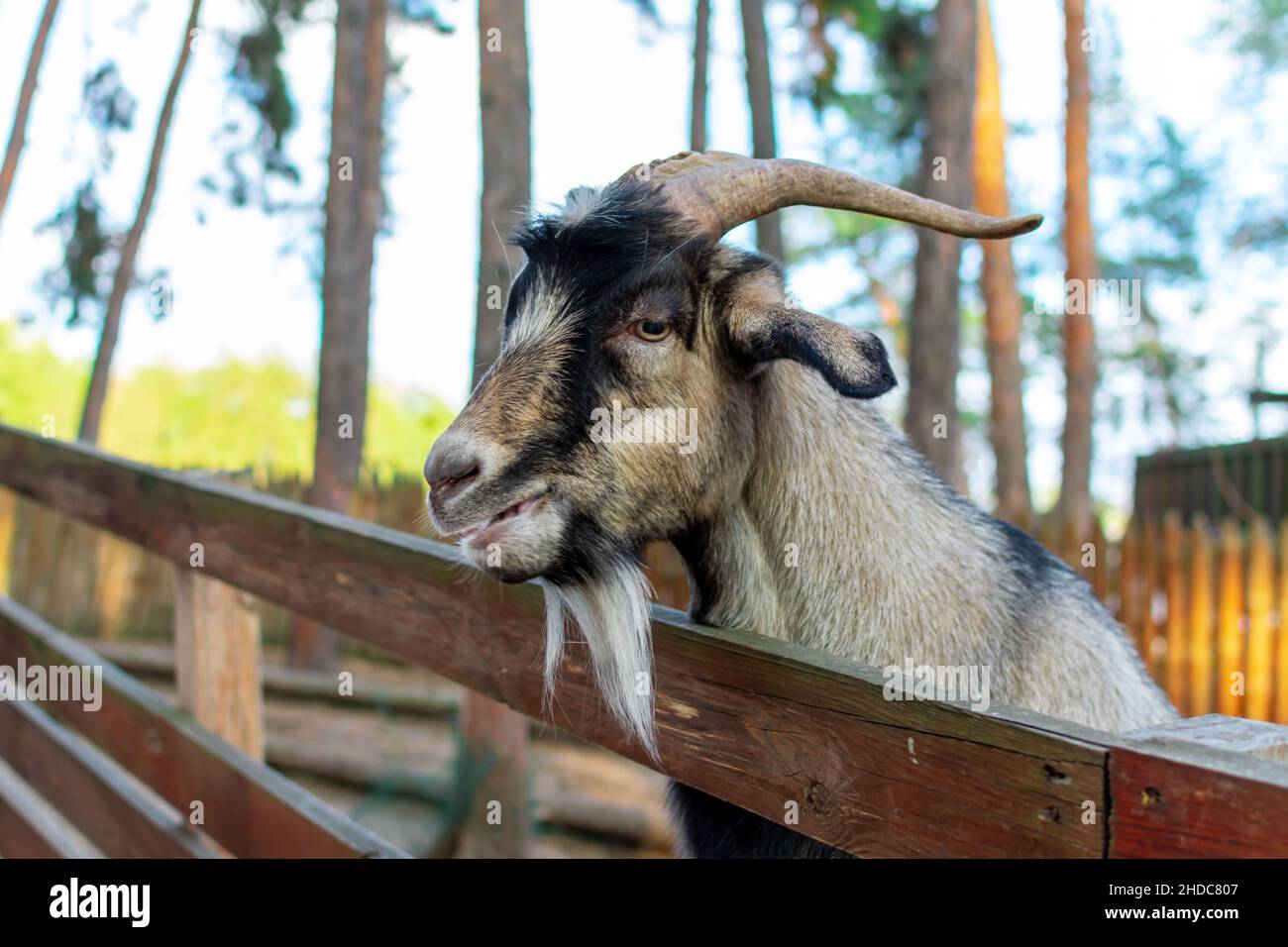 Chèvre drôle Banque de photographies et d’images à haute résolution - Alamy