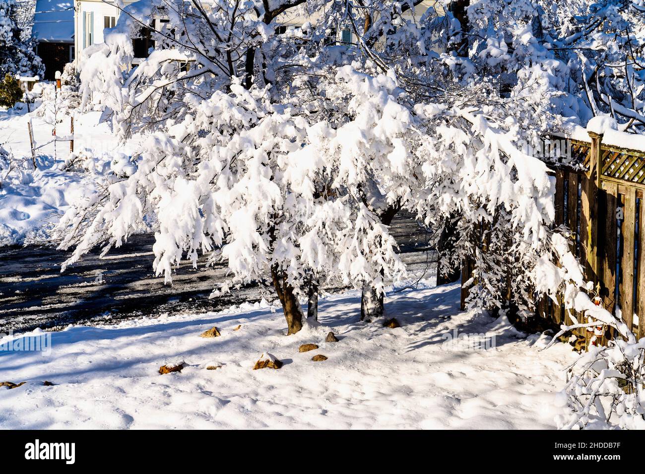 Arbre recouvert de neige Banque de photographies et d’images à haute ...