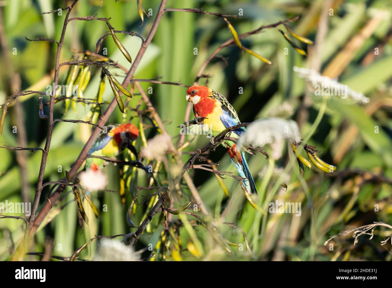 Gordon carmichael reserve Banque de photographies et d’images à haute ...