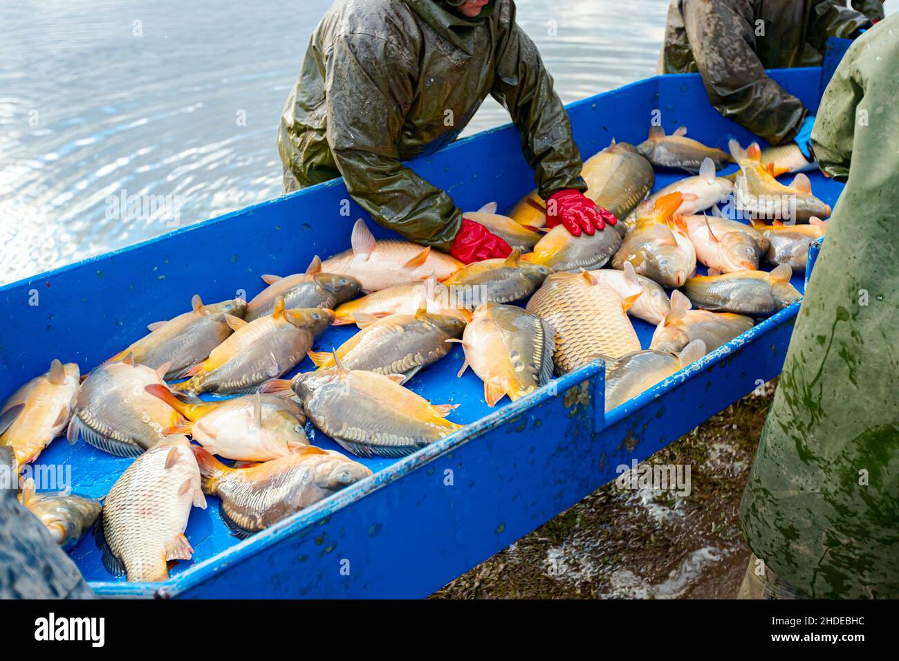 Tableau de classification Banque de photographies et d’images à haute ...