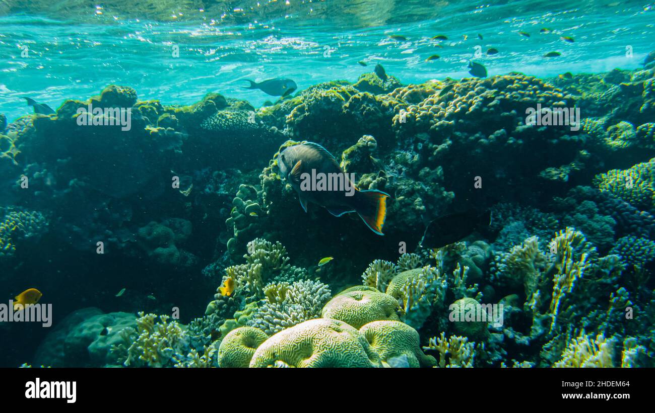 Poissons perroquets thailande Banque de photographies et d’images à ...