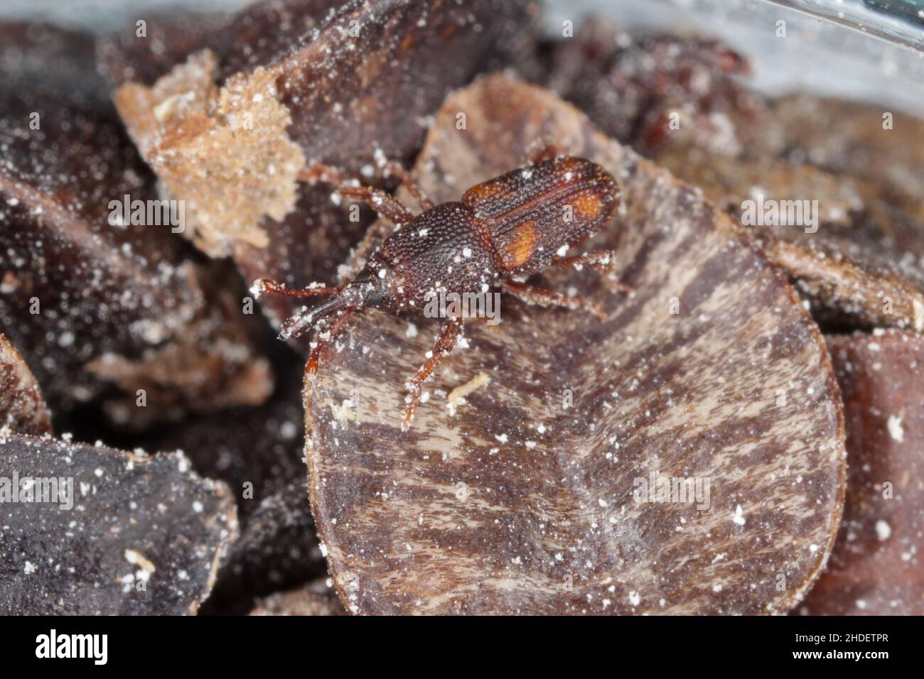 Sitophilus zeamais Banque de photographies et d’images à haute ...