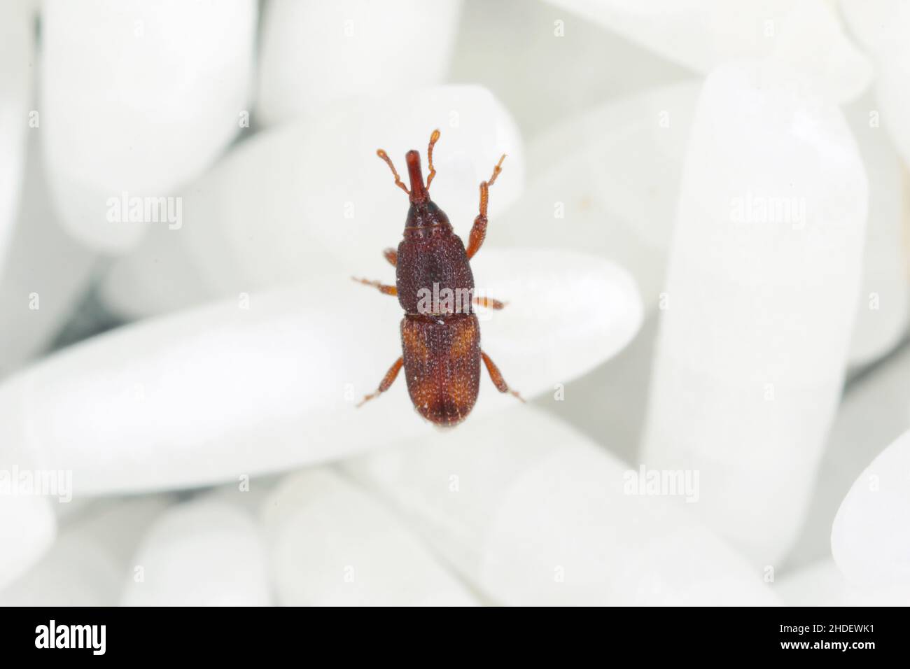 Gros plan du charançon du riz adulte (Sitophilus oryzae) sur les grains ...