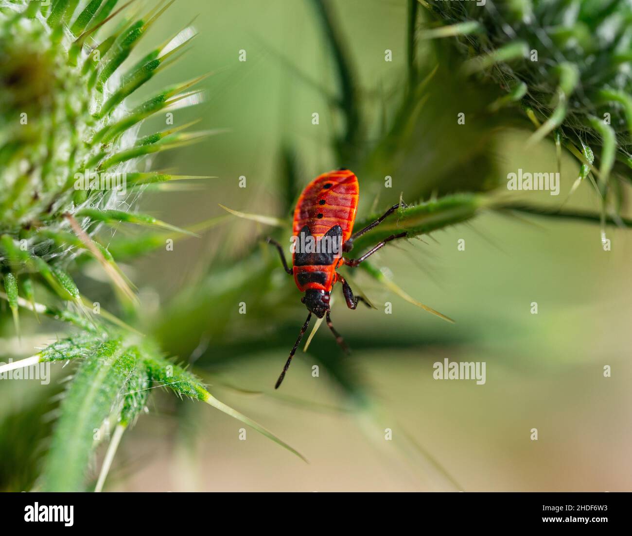 Firebugs Banque de photographies et d’images à haute résolution - Alamy