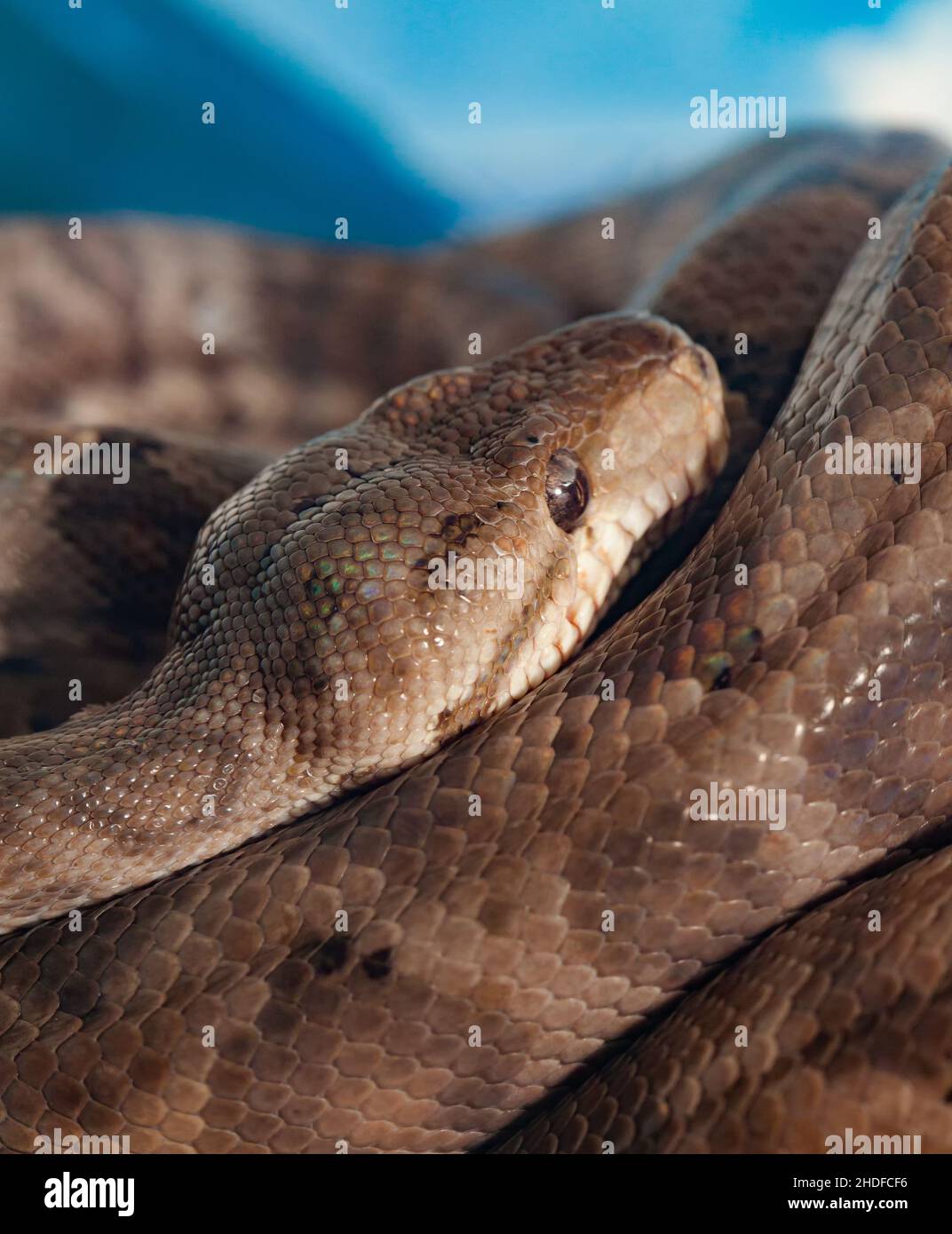 Amazon tree boa Banque de photographies et d’images à haute résolution ...