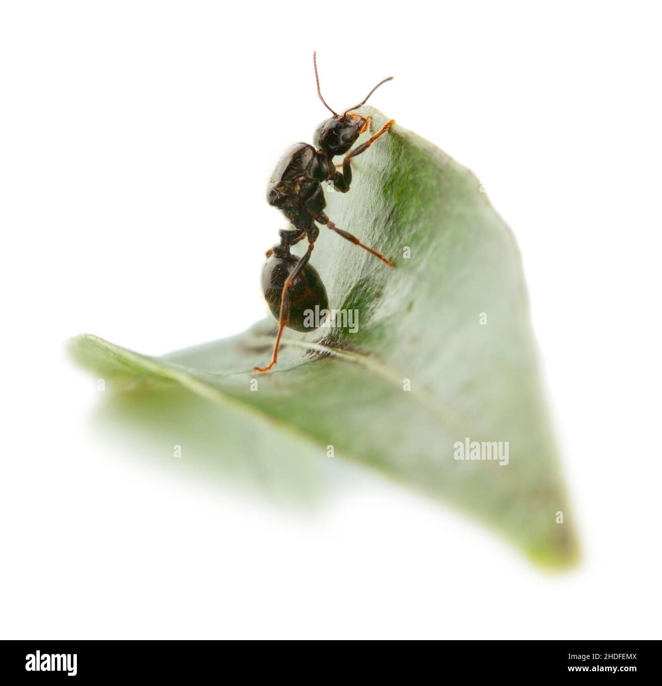 Fourmis sur feuille Banque d'images détourées - Alamy