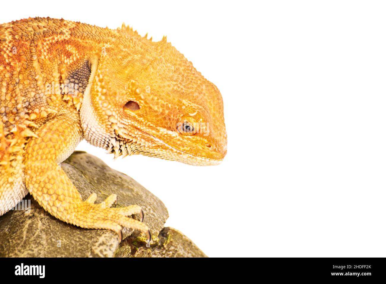 Dragon 1 Banque de photographies et d’images à haute résolution - Alamy