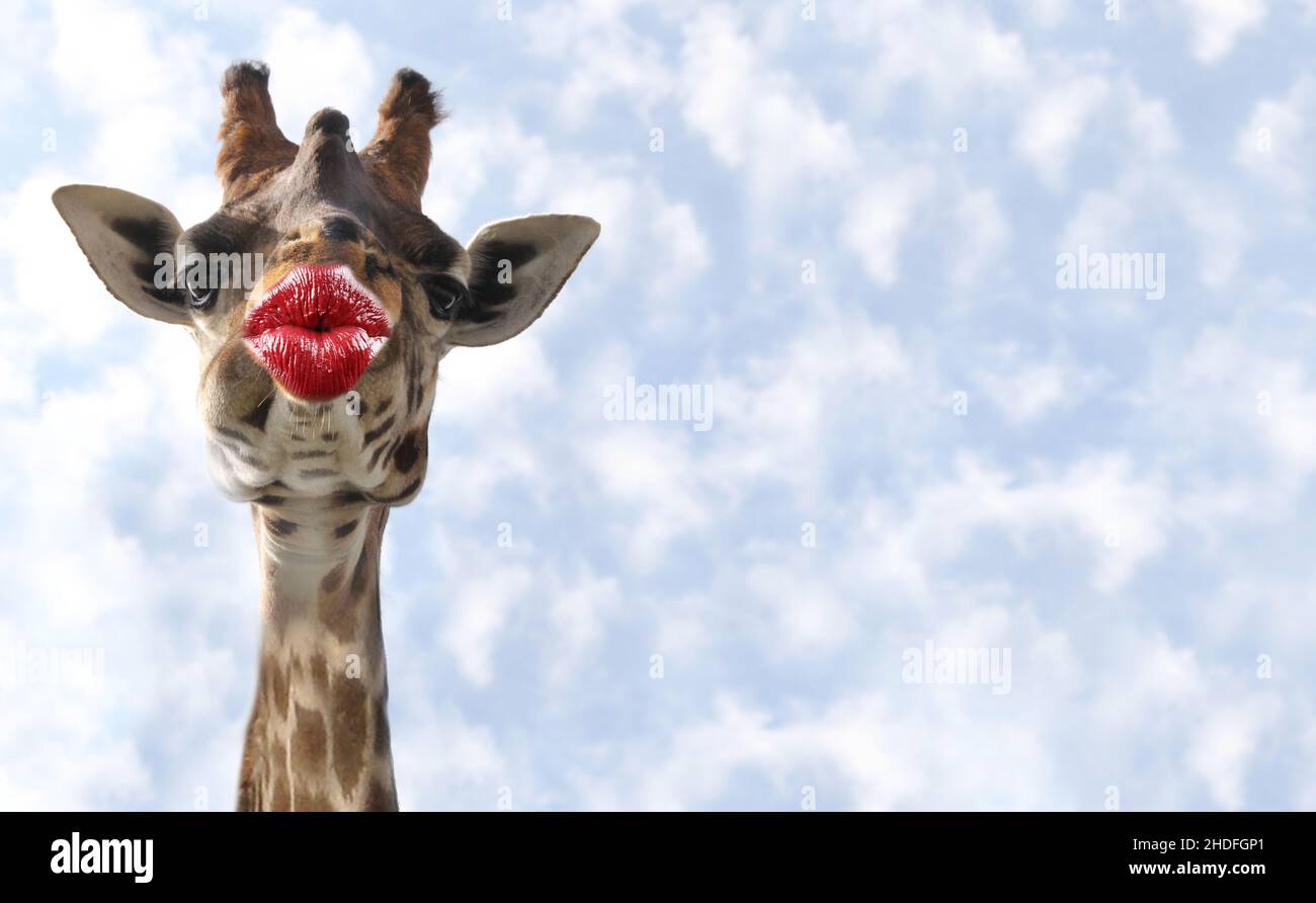 embrasser les lèvres, girafe, girafes Photo Stock - Alamy