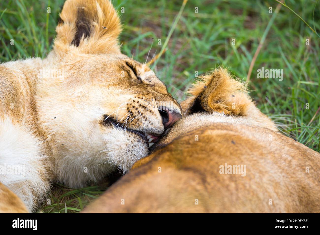 Lions hugging Banque de photographies et d’images à haute résolution ...