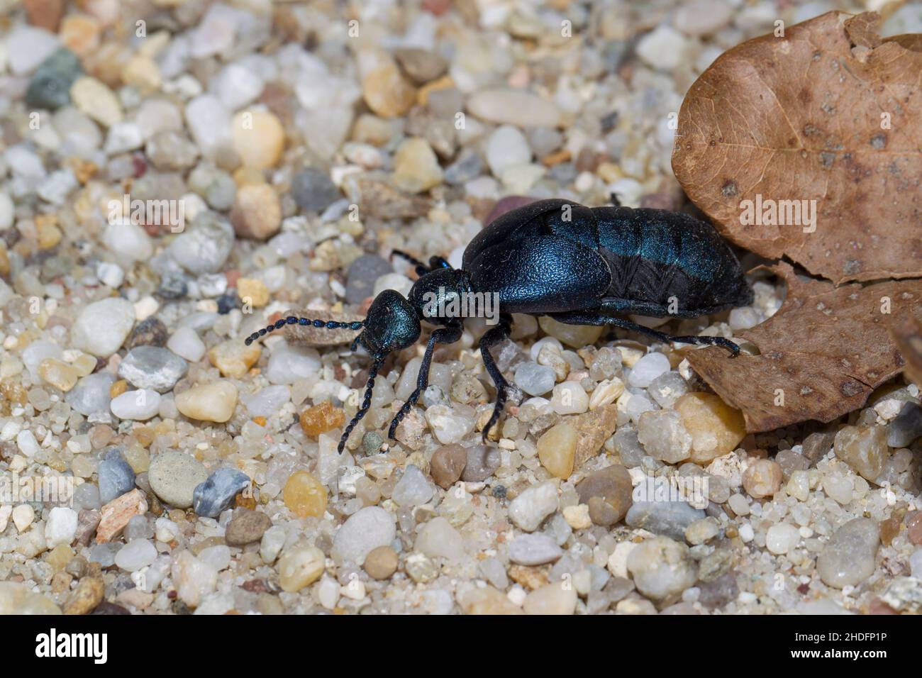 Meloidae beetle beetles Banque de photographies et d’images à haute ...
