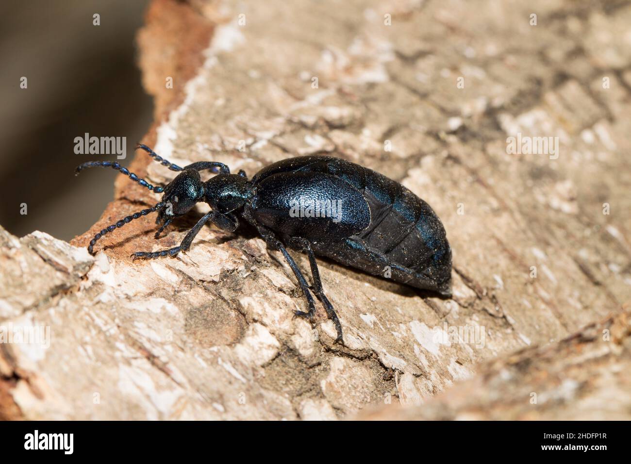 Meloidae beetle beetles Banque de photographies et d’images à haute ...