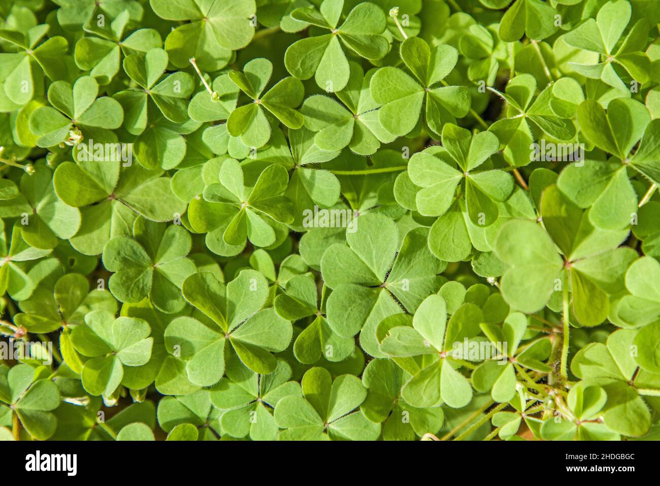 Trèfle rampant Banque de photographies et d’images à haute résolution ...