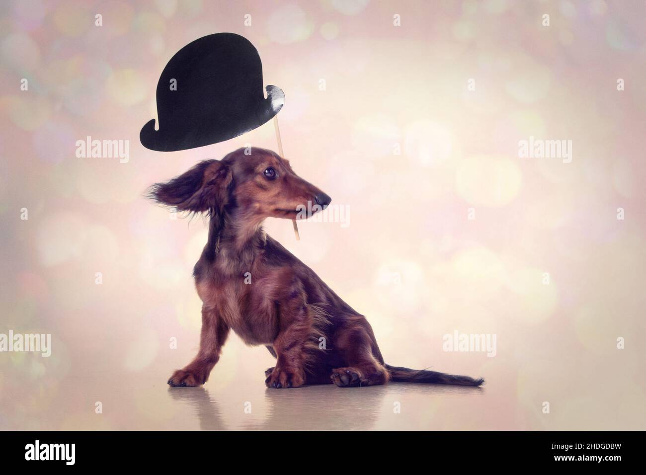 Humour et bizarre, dachshund, Teckel, humour et bizarre, dachshunds ...
