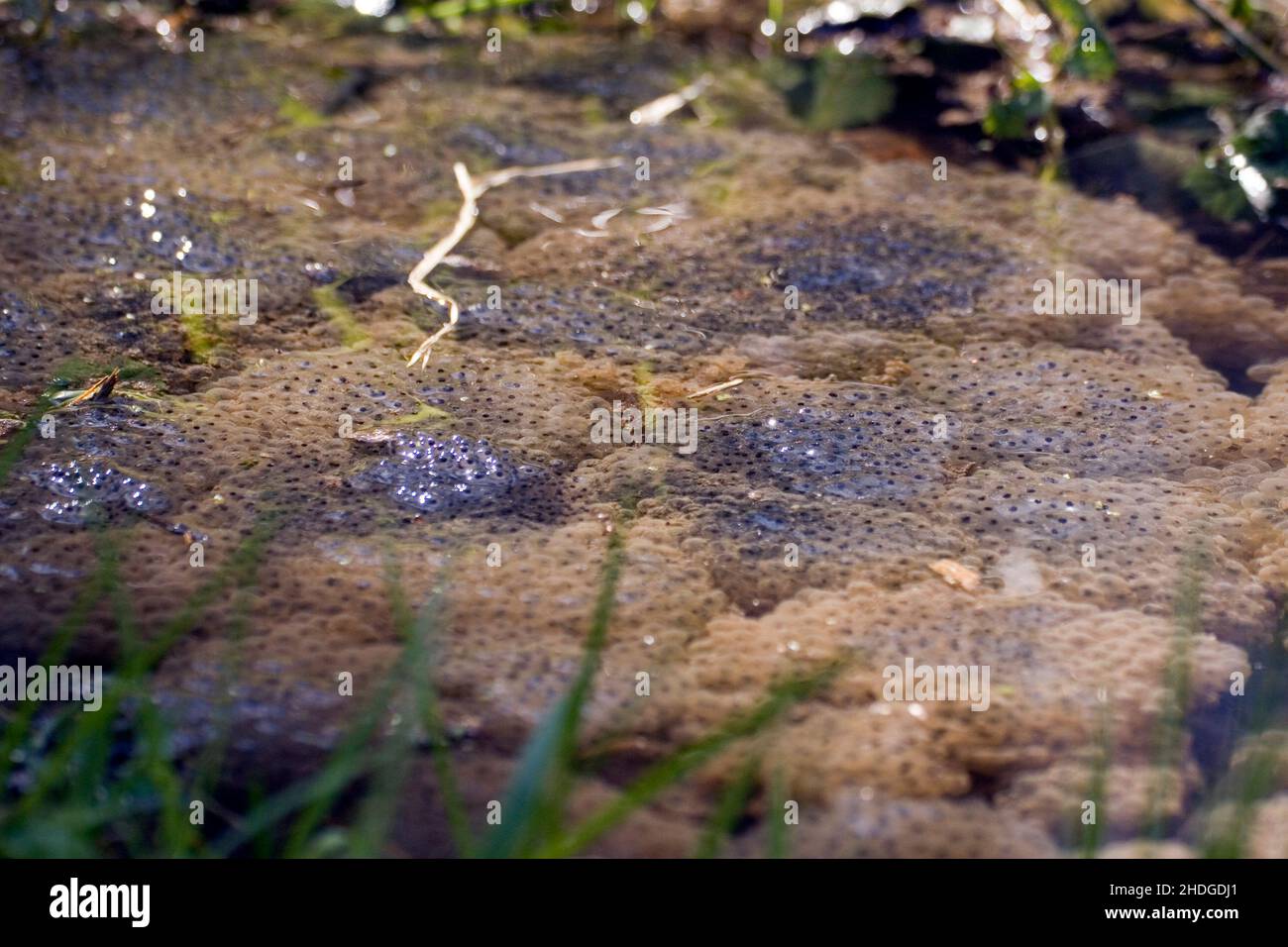 Grenouille Fraye Banque d'image et photos - Alamy